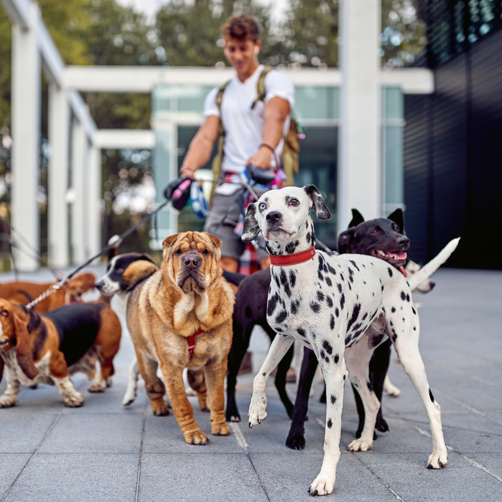 Dog Walking Insurance